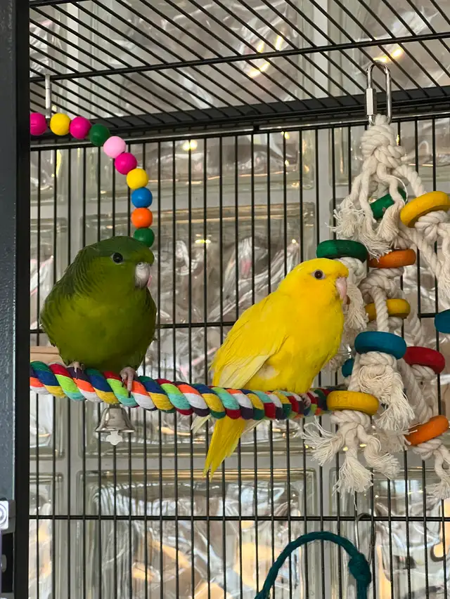 Toui Catherine | Birds for Rehoming | City of Montréal | Free local ...