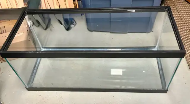 Small Bloodred morph Corn Snake for adoption (about a year old ...