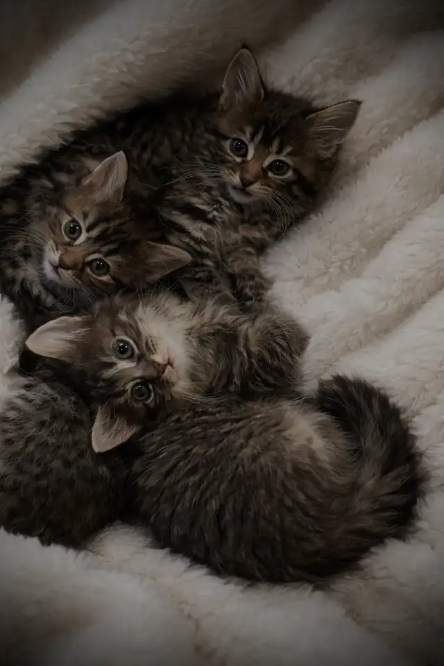 Maine Coon x Kittens | Cats & Kittens for Rehoming | Calgary | Free ...