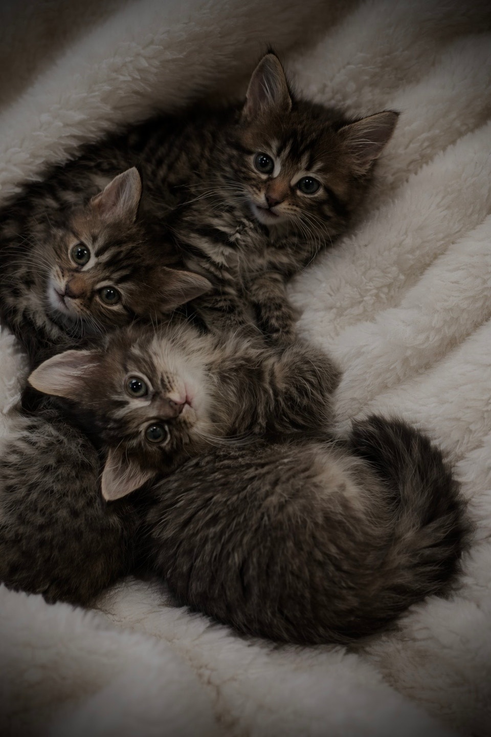 Maine Coon x Kittens | Cats & Kittens for Rehoming | Calgary | Free ...