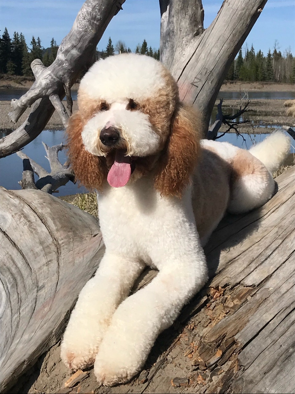 Standard Poodle | Dogs & Puppies for Rehoming | Kamloops | Free local ...