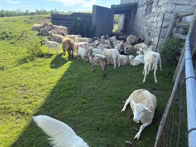 Sold - Katahdin sheep Flock | Livestock | Kawartha Lakes | Free local ...