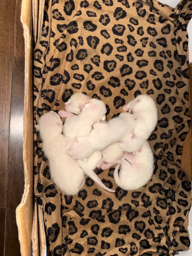 chatons siamois mâle prêt à partir | Cats & Kittens for Rehoming ...