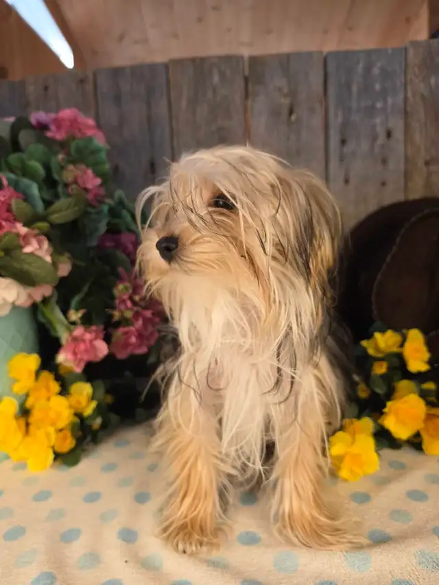 Male Morkie stérilisé, micropucé et vacciné (Bichon x yorkshire) | Dogs ...