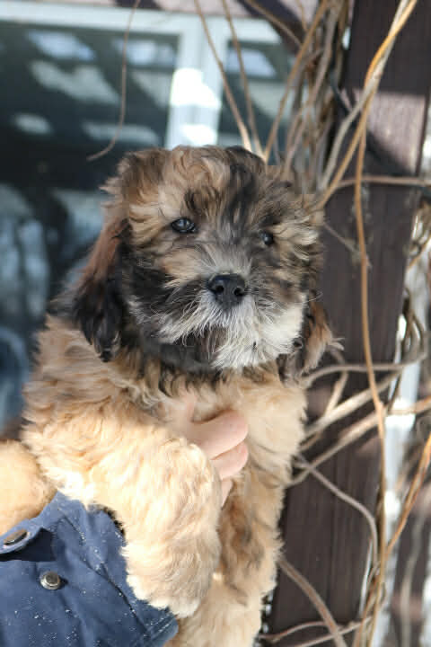Whoodle puppies | Dogs & Puppies for Rehoming | Ottawa | Free local ...