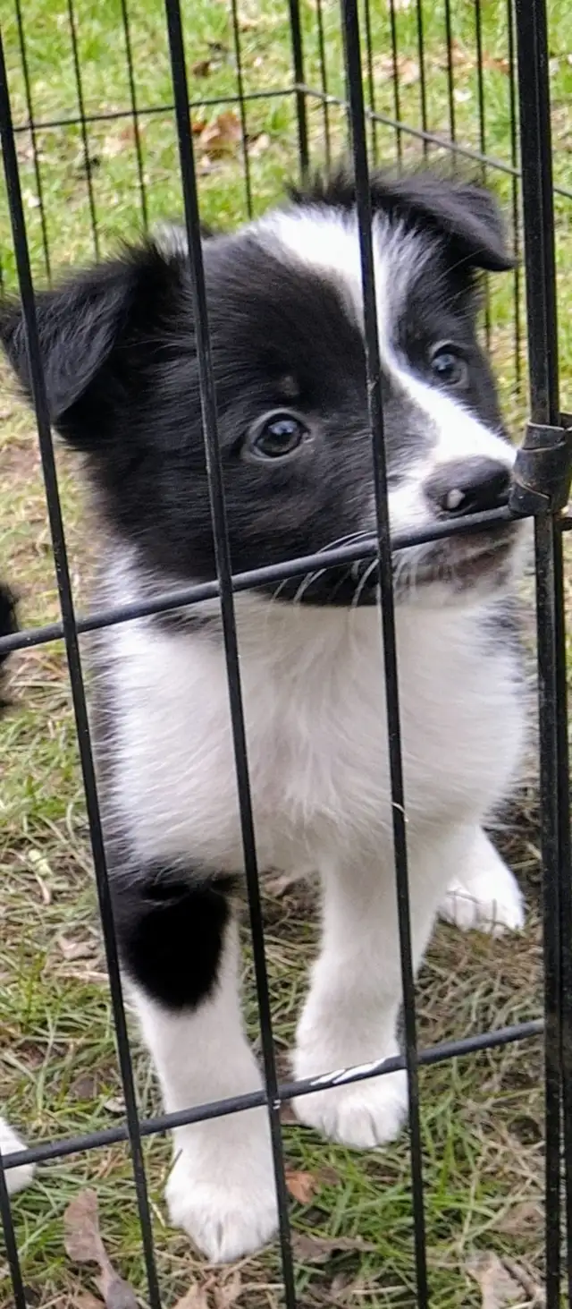Border Collie Puppy. SOLD | Dogs & Puppies for Rehoming | Ottawa | Free ...