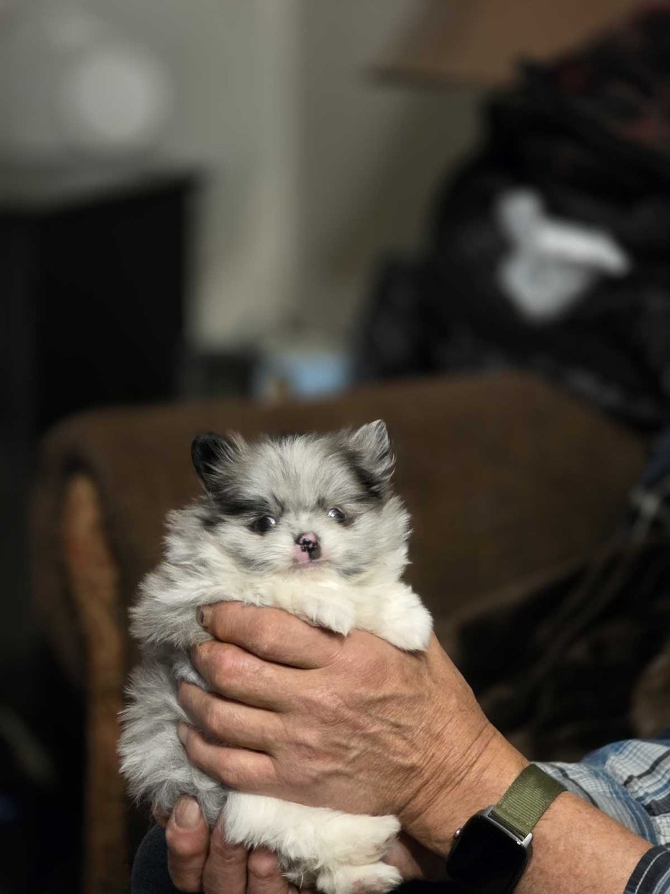 1 Blue eye and 1 brown eye purebred parti merle pomeranian puppy | Dogs ...