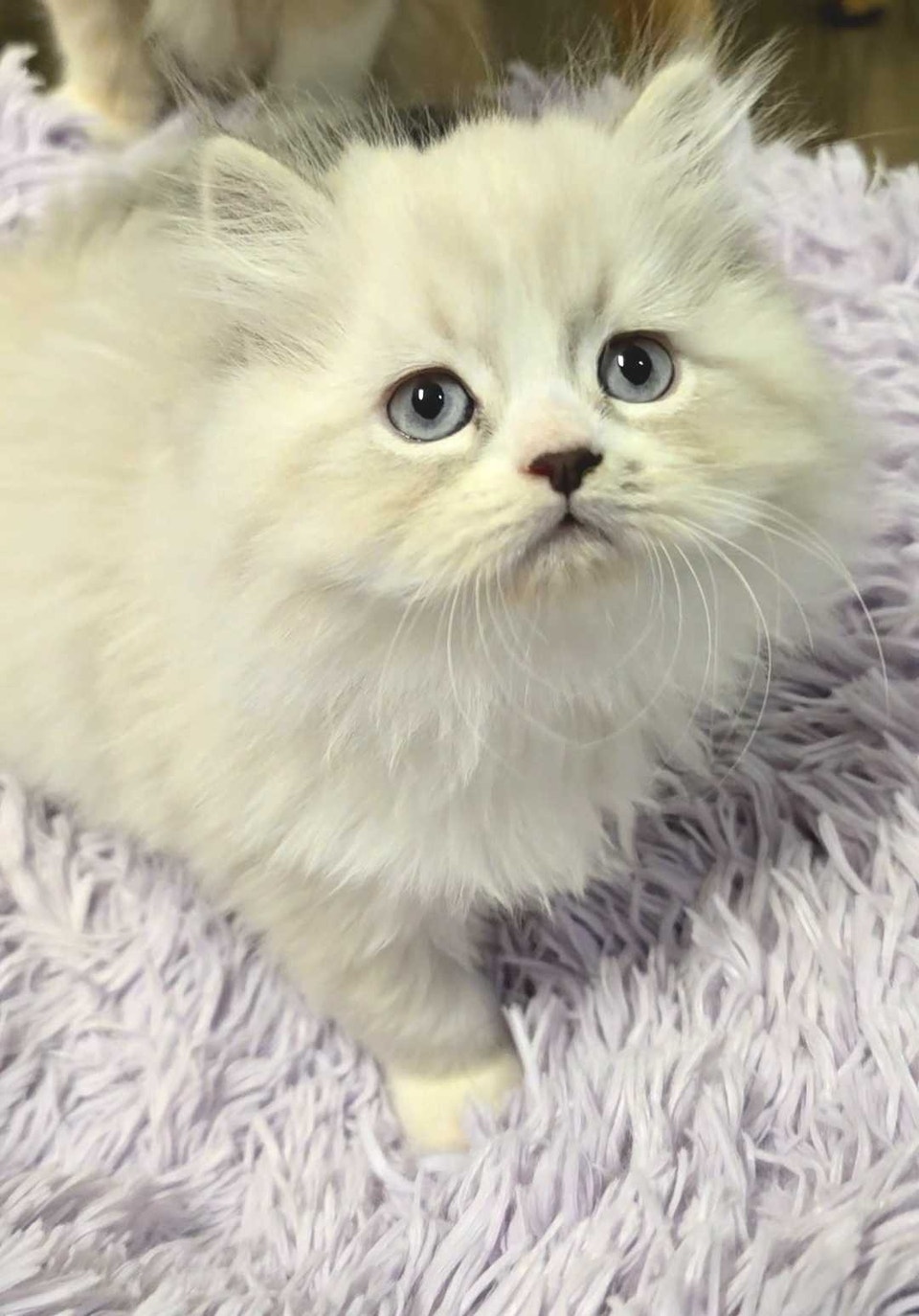 Playful Doll Face Himalayan / Persian Mix Ragdoll Male Kitten | Cats ...