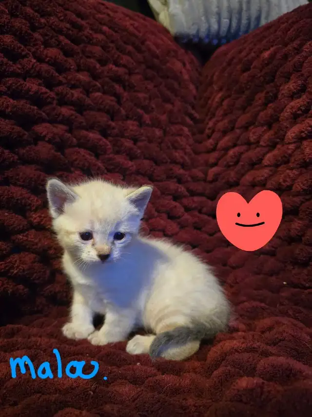 - Chatons Highlands lynx snow | Cats & Kittens for Rehoming | City of ...