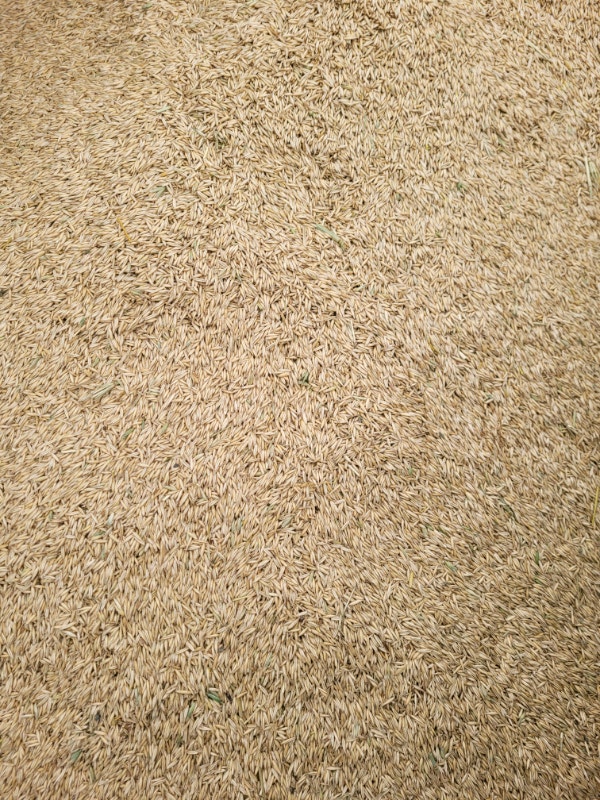 Oats(feed) | Other | Saskatoon | Kijiji