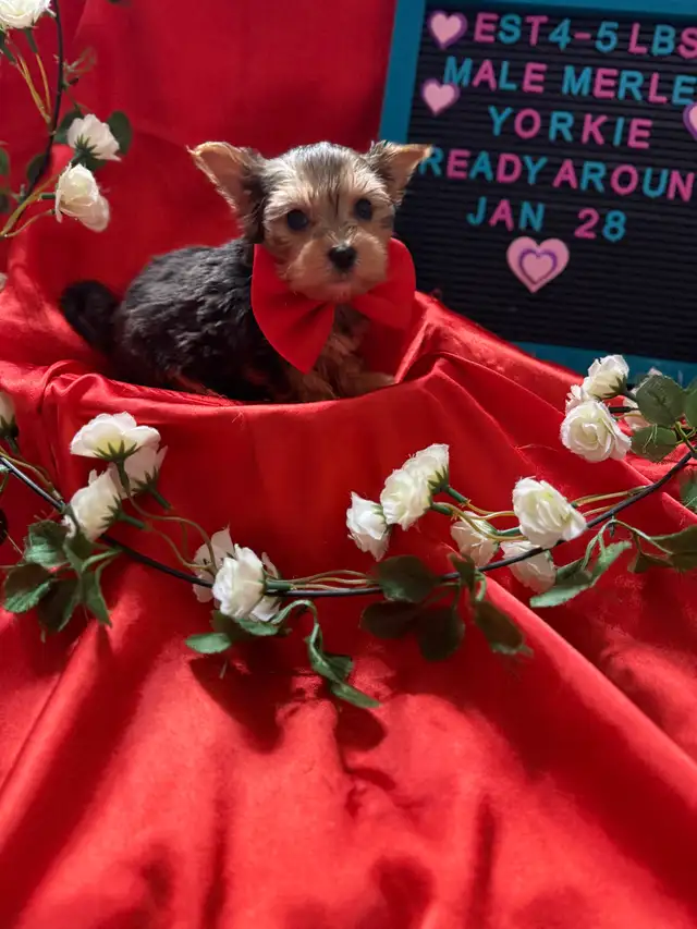 *~*YORKIES RARE*~*Only 3 Left*~* | Dogs & Puppies for Rehoming | Truro ...