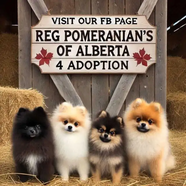 Micro Mini Pomskies available -Pomeranians Arriving soon | Dogs ...