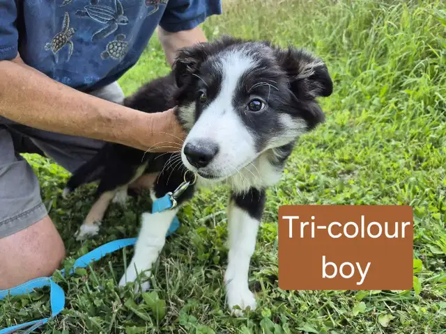 CBCA Registered Border Collie Puppies/Dog & CKC Reg Rough Collie | Dogs ...
