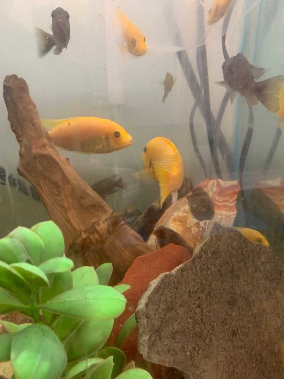 yellow African cichlids | Fish for Rehoming | Markham / York Region ...