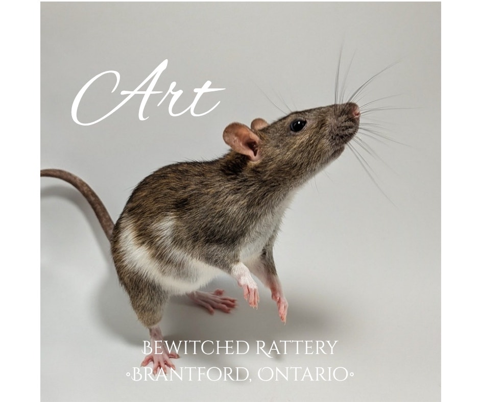 Art & Pennywise | Small Animals for Rehoming | Brantford | Free local ...