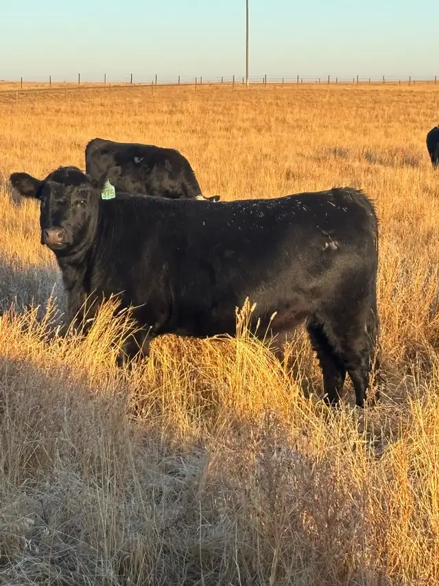Bred heifers | Livestock | Medicine Hat | Free local classifieds - Kijiji