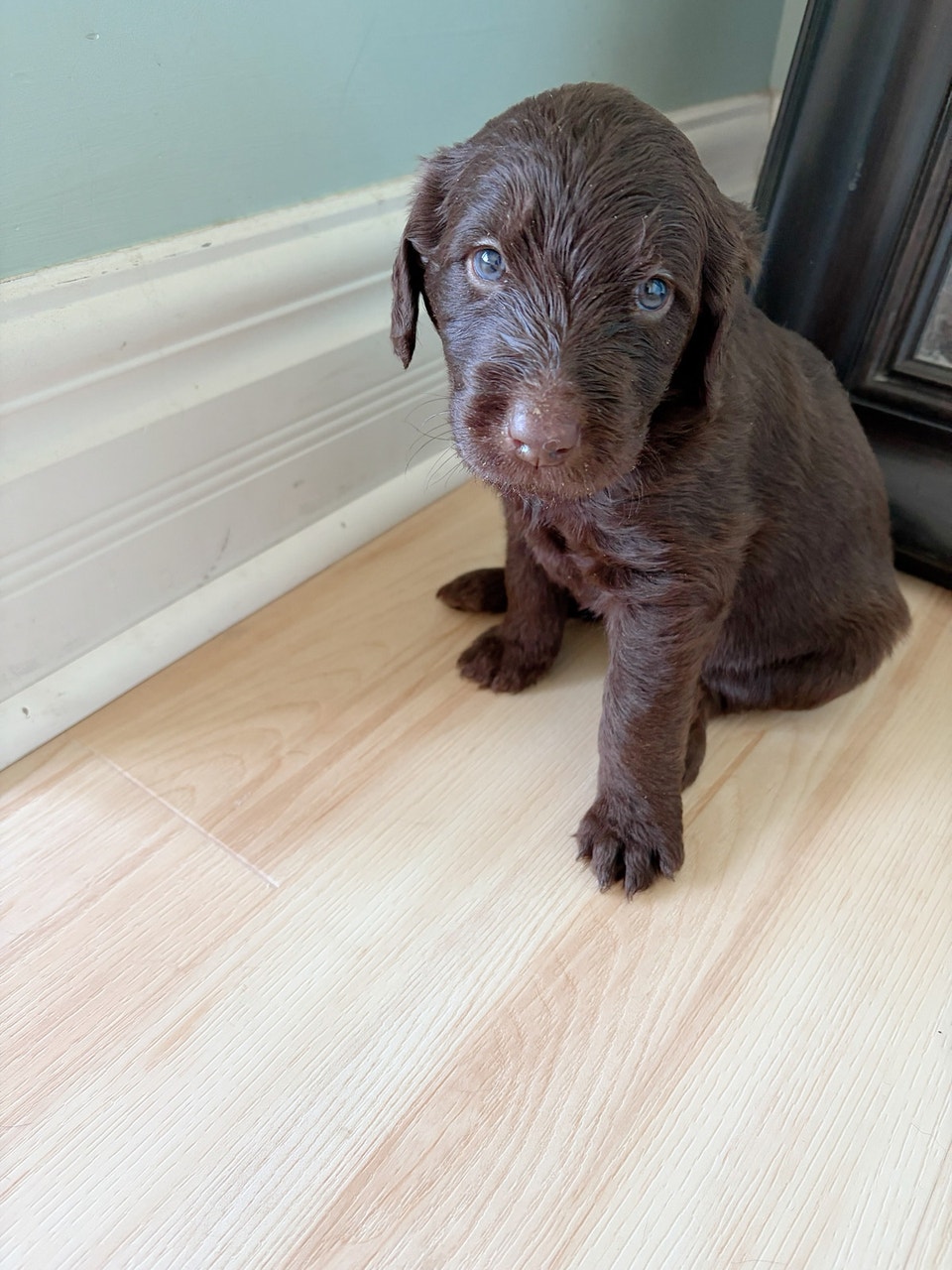 Labradoodle puppies | Dogs & Puppies for Rehoming | Peterborough | Free ...