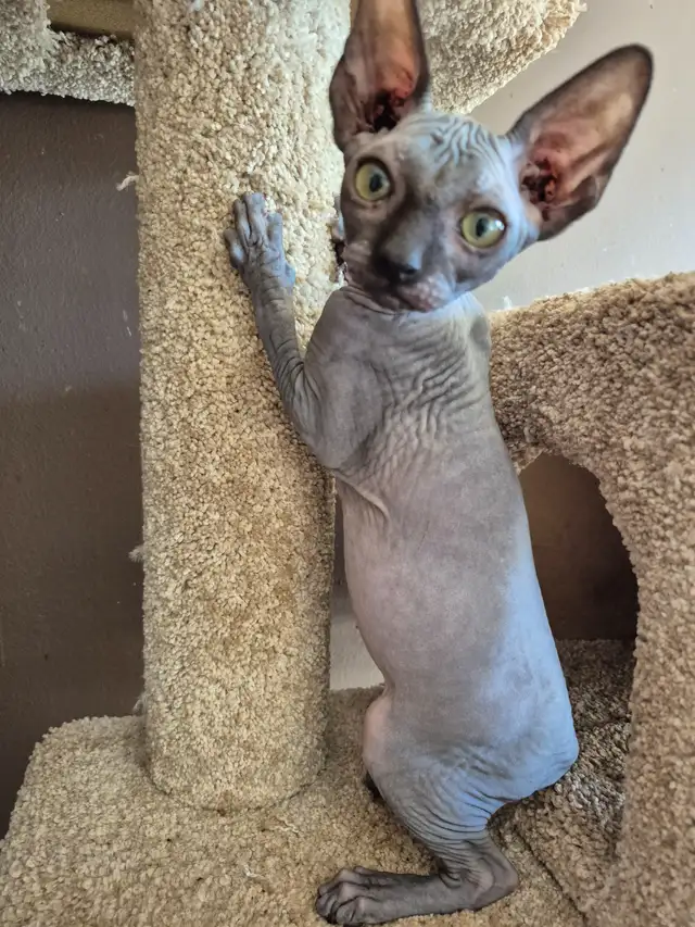 Gorgeous sphynx kittens | Cats & Kittens for Rehoming | Barrie | Free ...