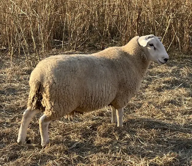 small group of sheep | Livestock | Napanee | Free local classifieds ...