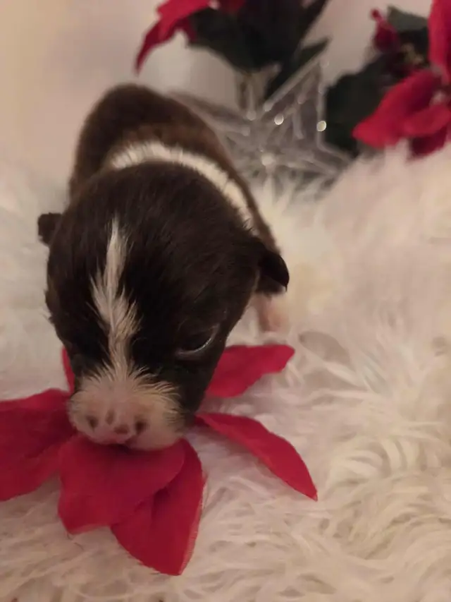 Magnifiques chiots Berger Australien | Dogs & Puppies for Rehoming ...