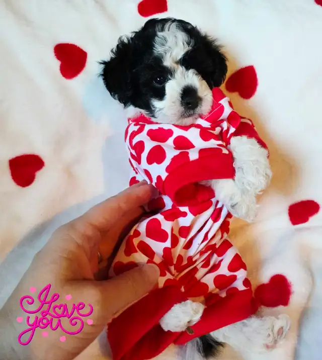 ️ ️Teddy Bear Toy Multipoo Puppies ️ ️ | Dogs & Puppies for Rehoming ...