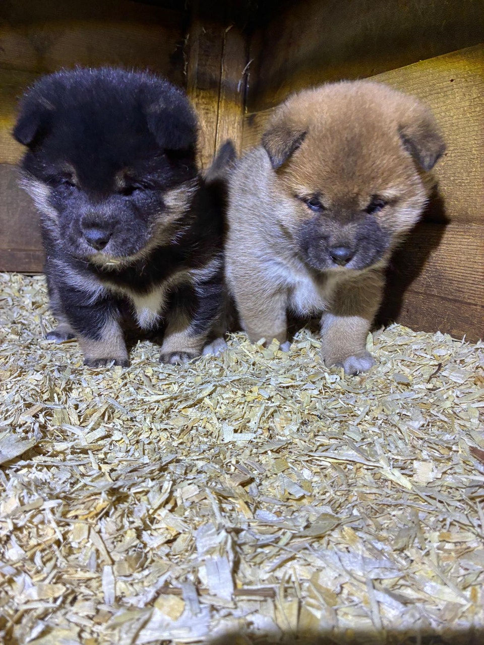 Sheba-inu pups looking for their forever homes | Dogs & Puppies for ...