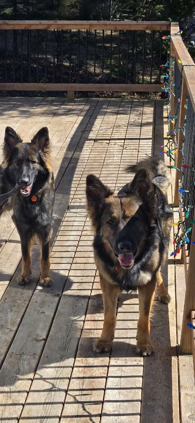 Superbe portée de bergers allemands lignée de travail pure race | Dogs ...