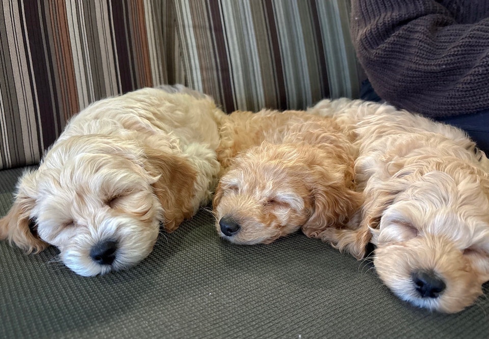 adorable cockapoo puppies available | Dogs & Puppies for Rehoming ...