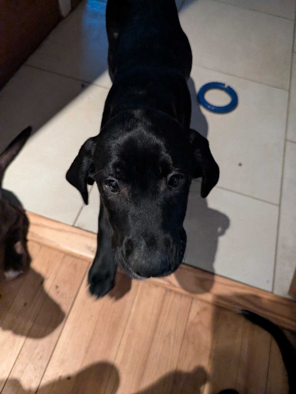 Chiot labrador Mix - Labrador mix puppies (11weeks ) | Dogs & Puppies ...