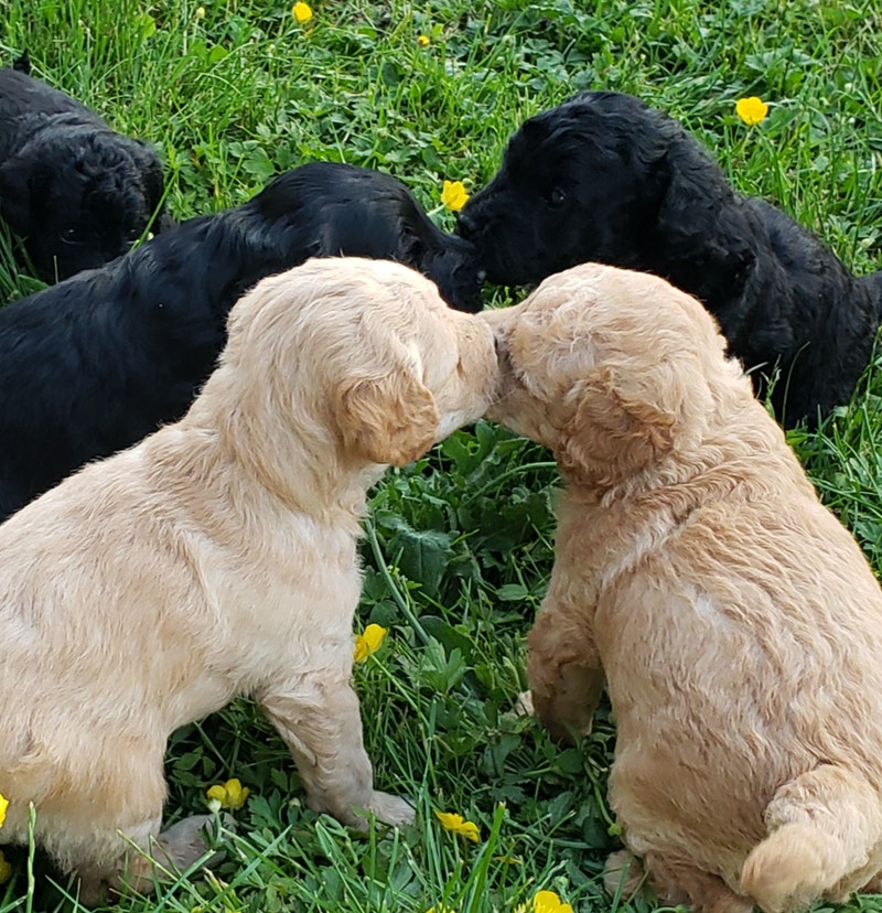 MINI labradoodle F1b puppies | Dogs & Puppies for Rehoming | Chilliwack ...