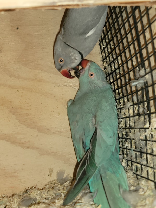 Rose Ringneck Parrot Breeding Pair | Birds for Rehoming | Calgary | Kijiji