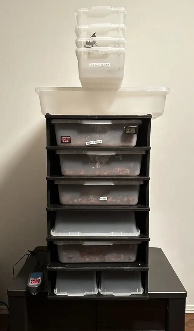 Ball Pythons + Breeding Set-Up | Reptiles & Amphibians for Rehoming ...