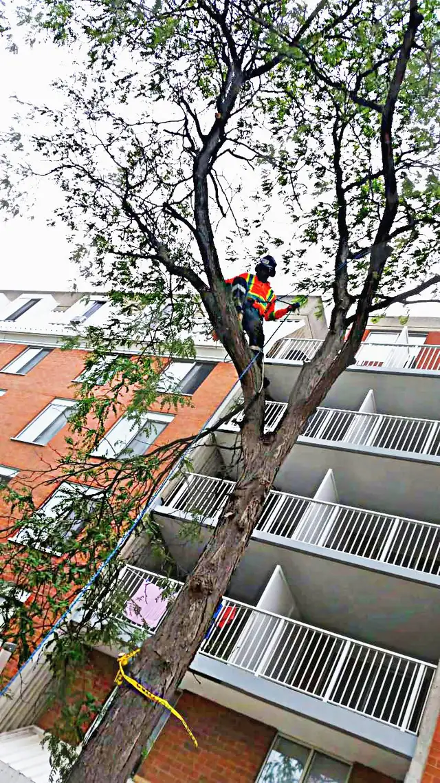 TREE REMOVAL, TREE TRIMMING, STORM DAMAGE*** | Lawn, Tree Maintenance ...