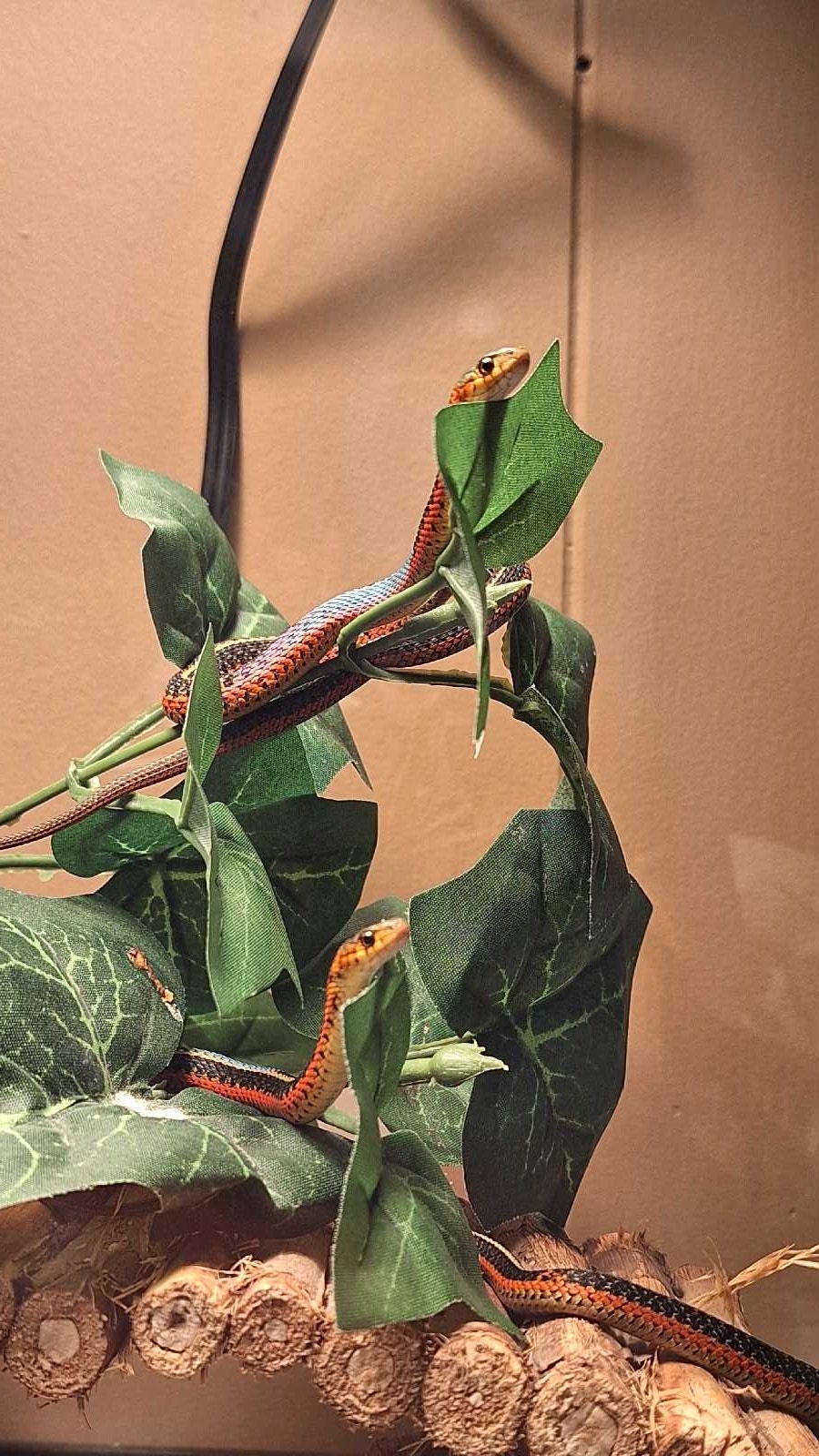 66% het Golden Easter Garter Snakes | Reptiles & Amphibians for ...