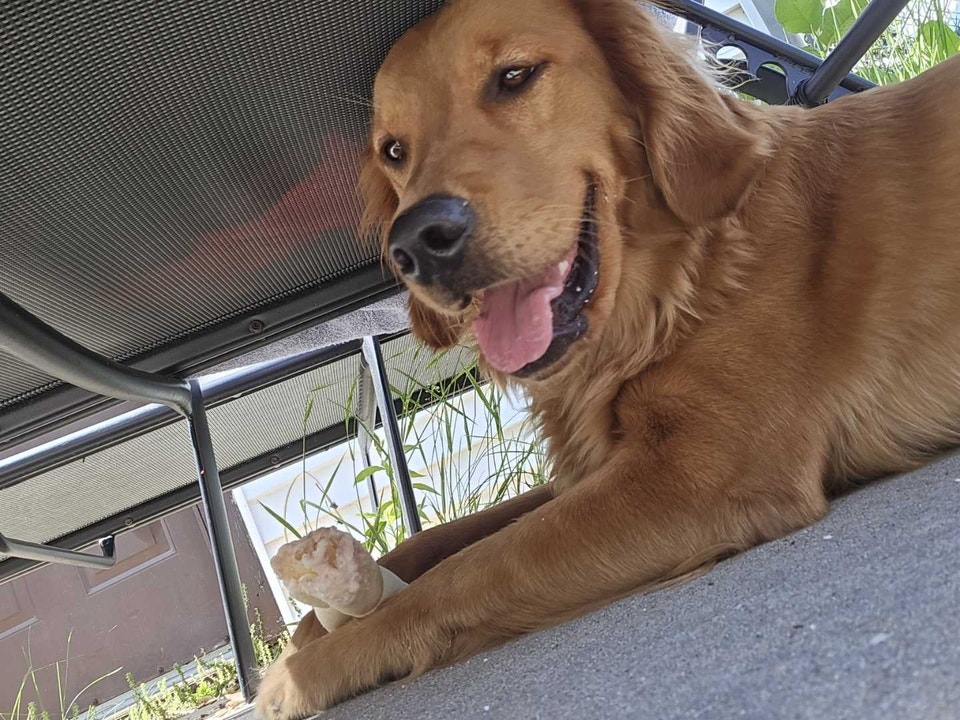 Red Field Retrievers / Golden Retrievers coming soon! | Dogs & Puppies ...