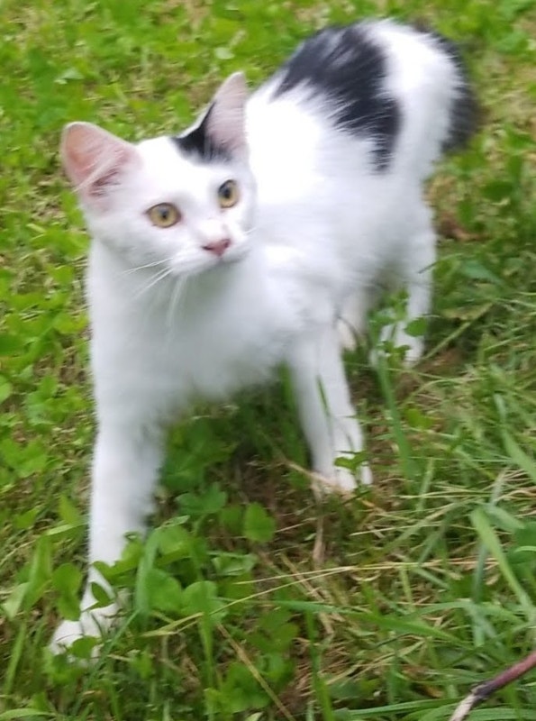 RESCUE CATS UPDATE - TOR/KNG/OTT - Many Cats and Kittens ASAP | Cats ...