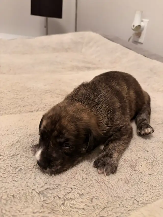 puppies for sale | Dogs & Puppies for Rehoming | Edmonton | Free local ...