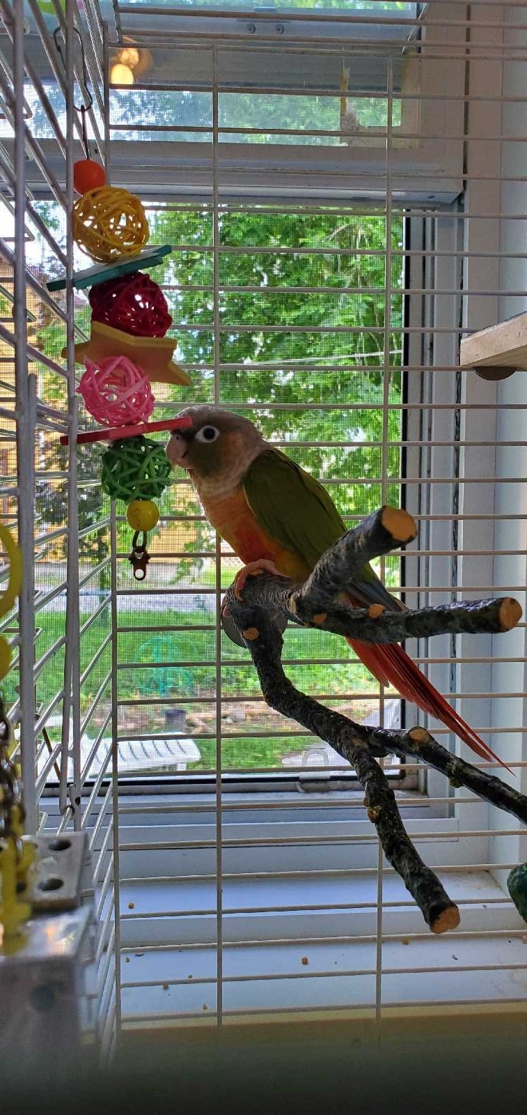 Conure ananas mâle | Birds for Rehoming | Granby | Free local ...