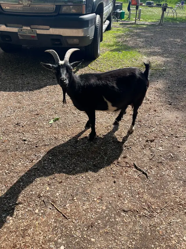 Friendly Pygmy goats PET HOMES ONLY NO MEAT BUYERS PLS | Livestock ...