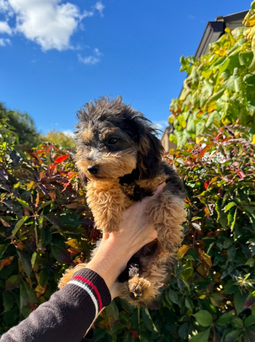 Toy Poodles and MaltiPoo puppies SALE parents 6&8 lb | Dogs & Puppies ...