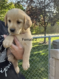 Adopt Dogs & Puppies Locally in Calgary