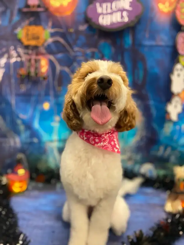 Looking to Rehome Mini Golden Doodle | Dogs & Puppies for Rehoming ...