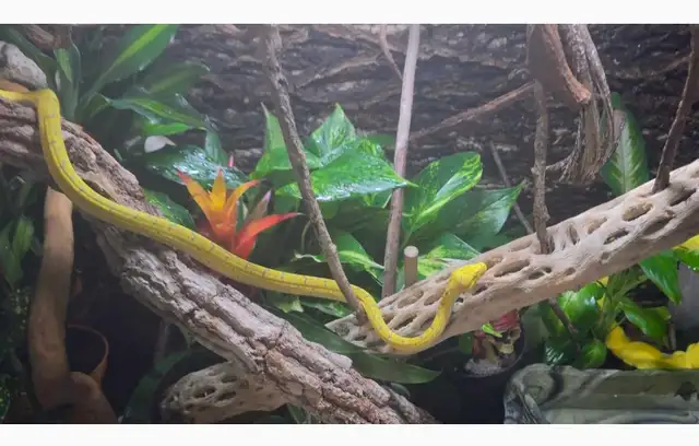 green tree python Sorong | Reptiles & Amphibians for Rehoming | City of ...