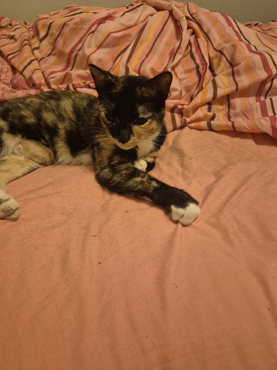 cat for sale | Cats & Kittens for Rehoming | Cape Breton | Free local ...