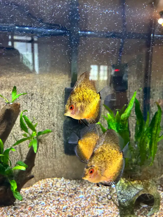 Poisson Discus fish | Fish for Rehoming | Laval / North Shore | Free ...