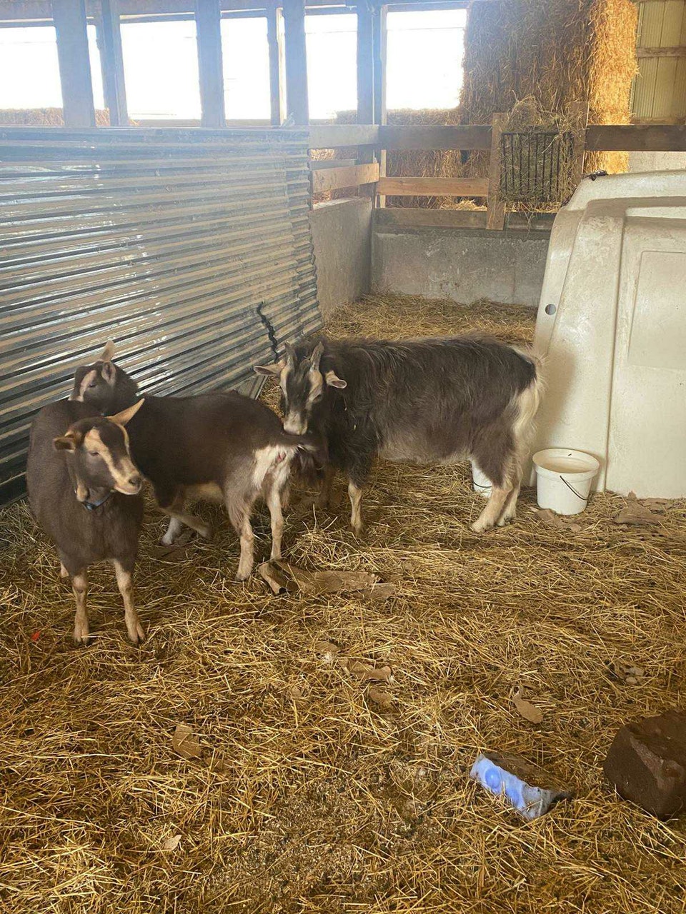 Proven Dairy Buck for sale | Livestock | Grand Bend | Free local ...