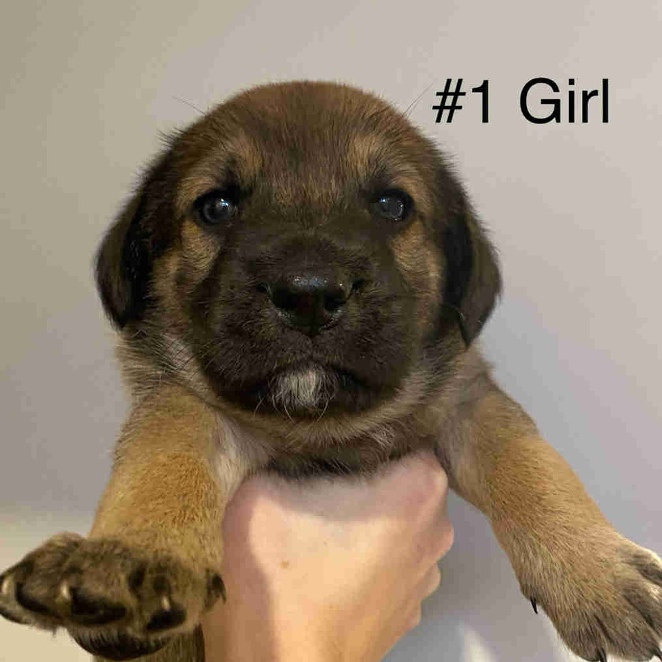 Puppies - German Shepherd x Cane Corso - Blue Gascon x Pyranees | Dogs ...