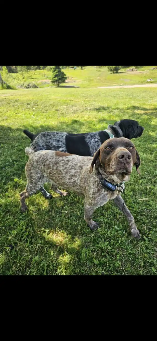 GSP puppies | Dogs & Puppies for Rehoming | Muskoka | Free local ...