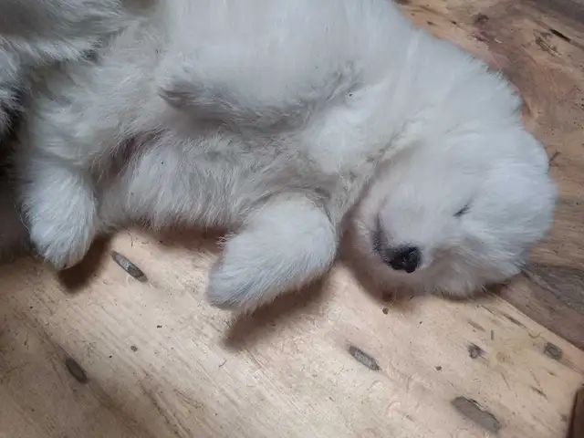 Chiot Samoyède ** Mâle ** Samoyed Puppy ** Prêt à Partir! | Dogs ...