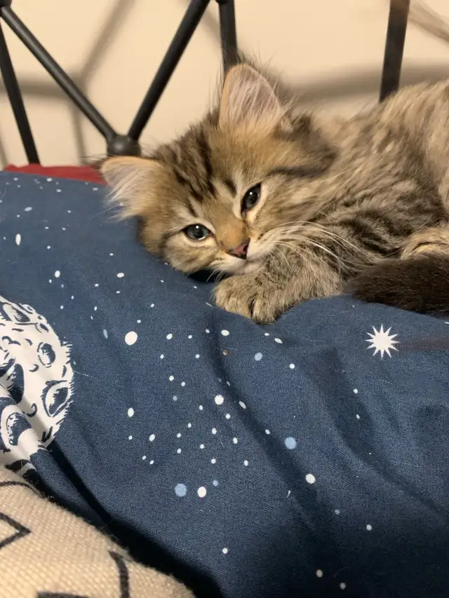 Meet Cosmo! | Cats & Kittens for Rehoming | Calgary | Free local ...